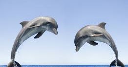 How do Dolphins use Echolocation?