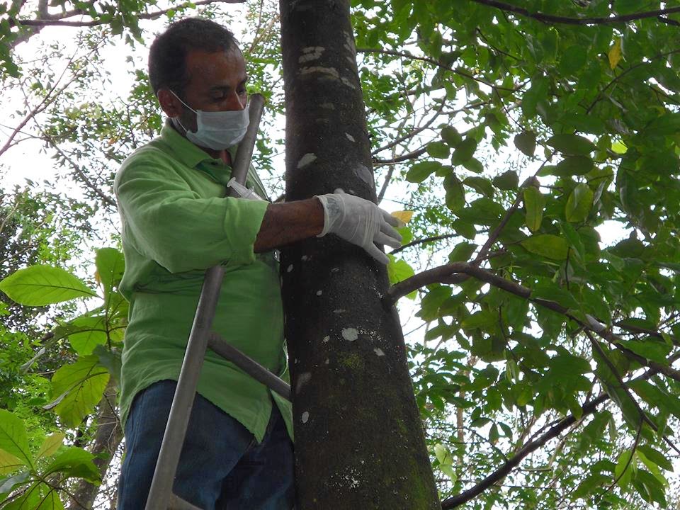 infosanjeewa: Amazing Walla patta picturs