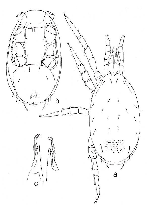 Variety of Life: Ascidae