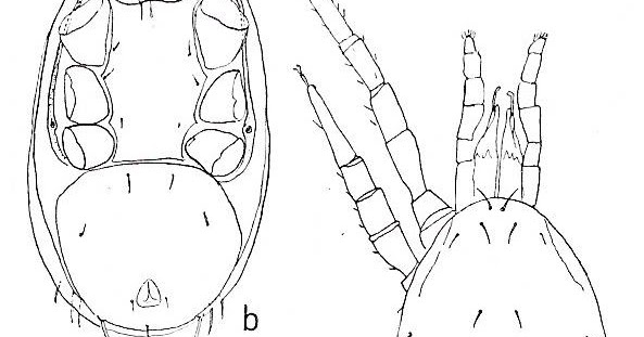 Variety of Life: Ascidae