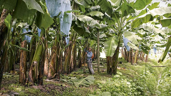 Banana Production Kit: Banana Field Planting and Cultural Management Part 1