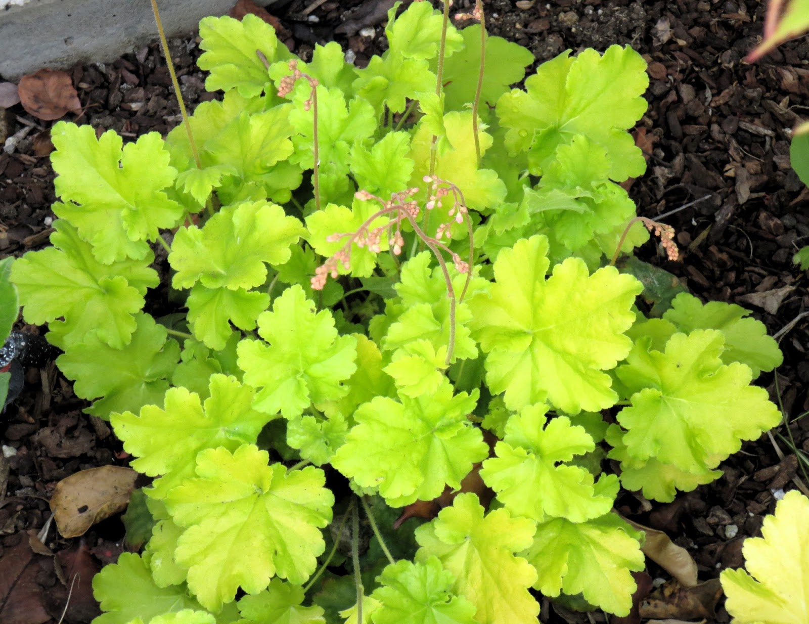 Late to the Garden Party: April Foliage Follow-up