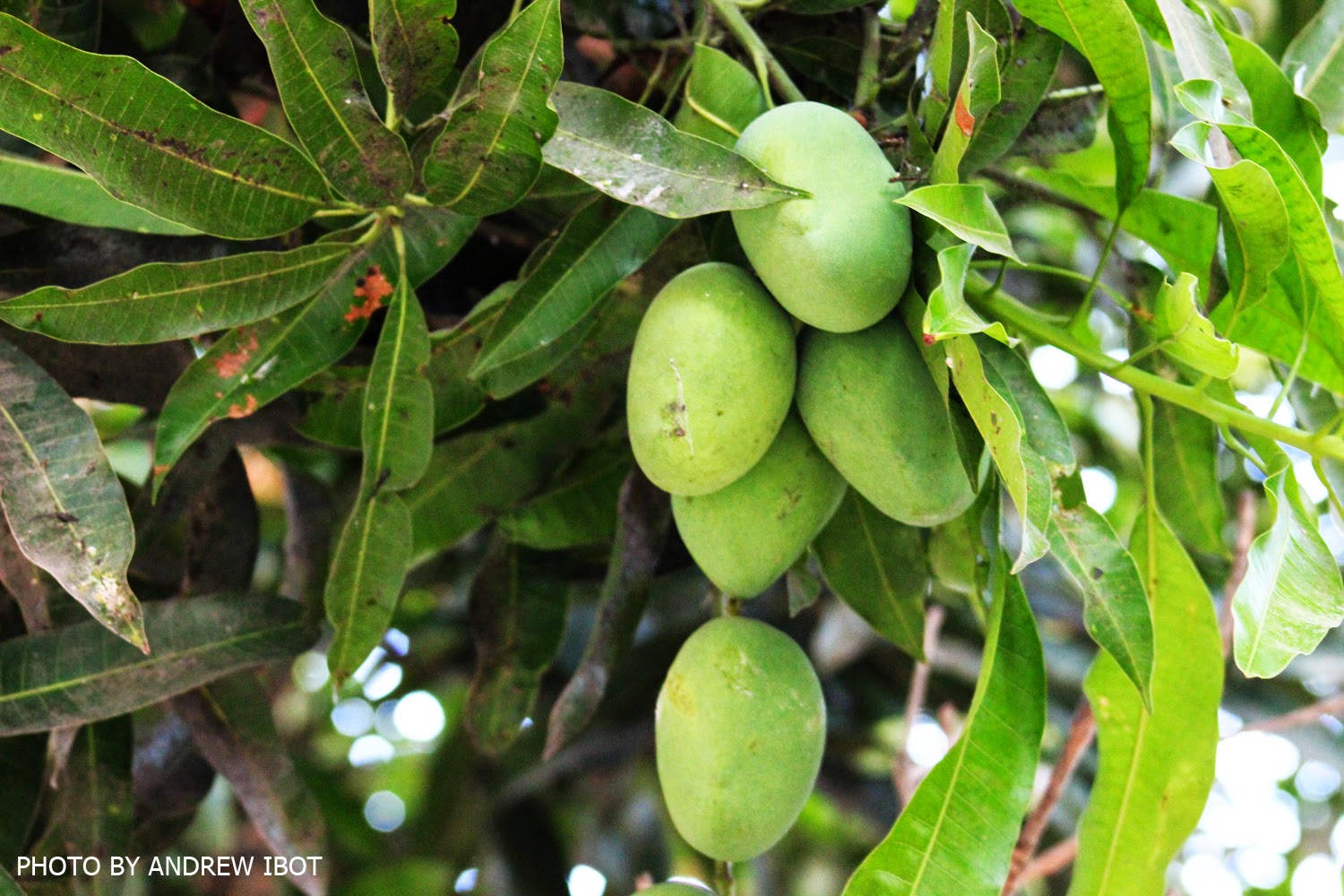Ako si ANDREW IBOT!: Mangga ( Mango ) (Mangifera indica Linn.)