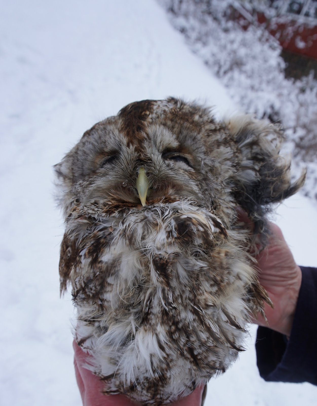 Görel Kristina Näslund: Stackars kattugglor