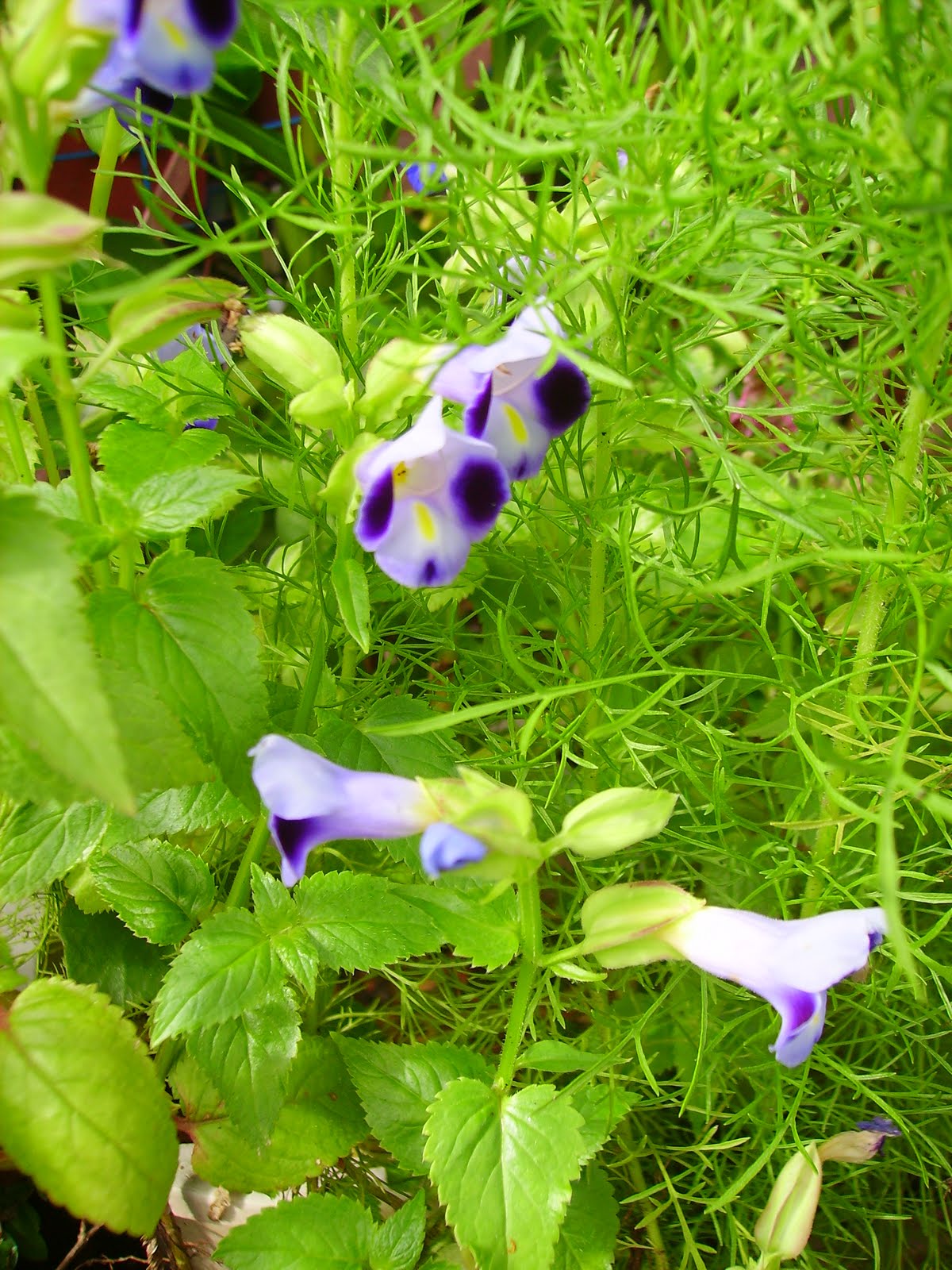 Garden Chronicles of James David: Wishbone Flower - Torenia Fournieri