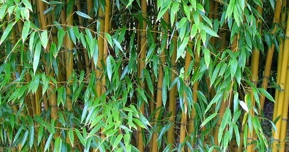 Manfaat bambu manggong