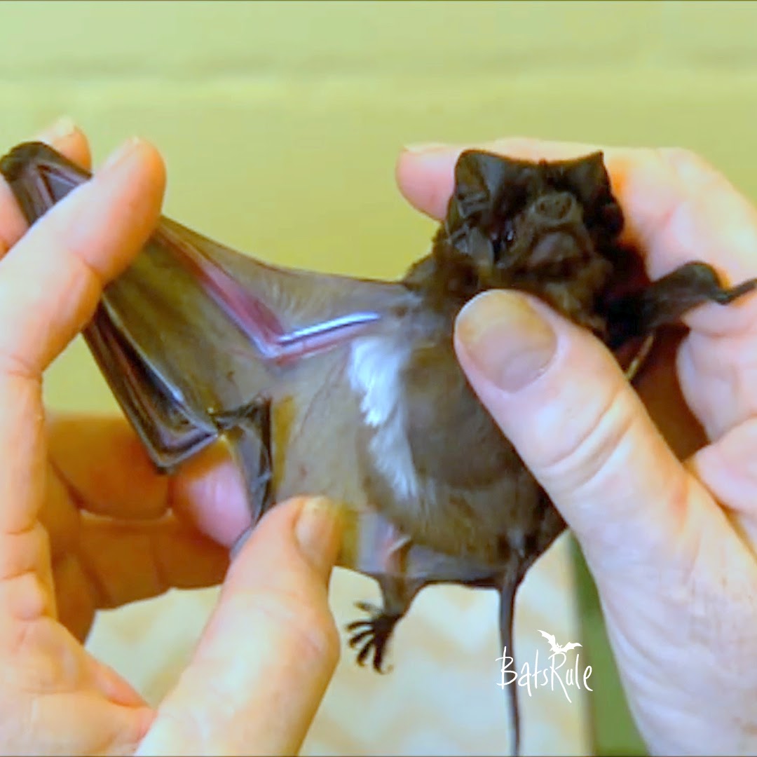 Australian Bat Clinic and Totally Wild | Microbats, Bats
