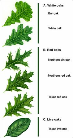 The Herb Hound: OAK