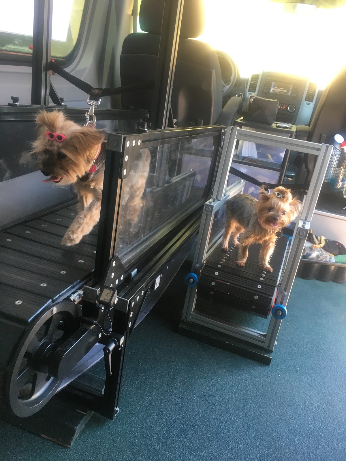 Run Buddy Mobile: A mobile dog gym offering fitness sessions!