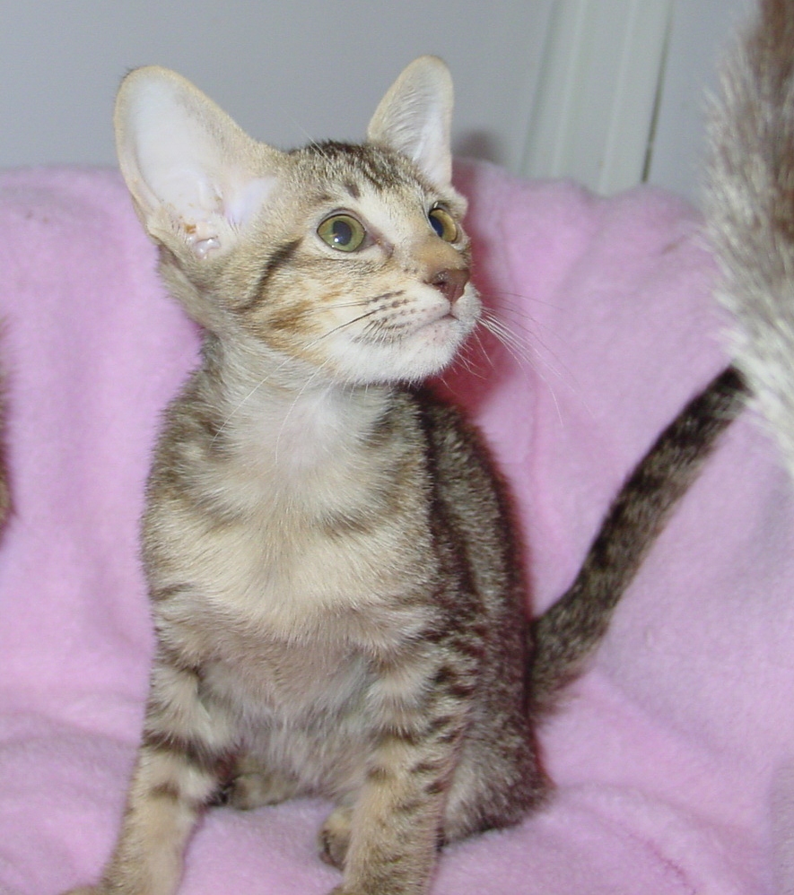 Oriental Shorthair at Monrovia Cattery