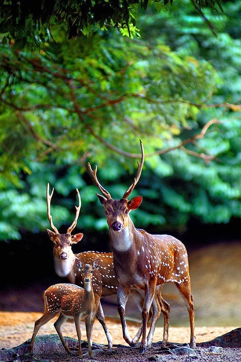 Stunning Views: Deer family