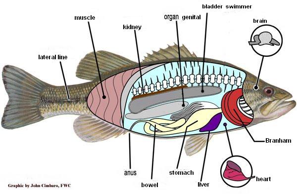 EcoEnglish: Internal organs and systems of organs of fish