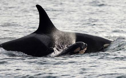 White Wolf : Wild Grandma Orca Gives Birth To Sweetest Symbol Of Hope