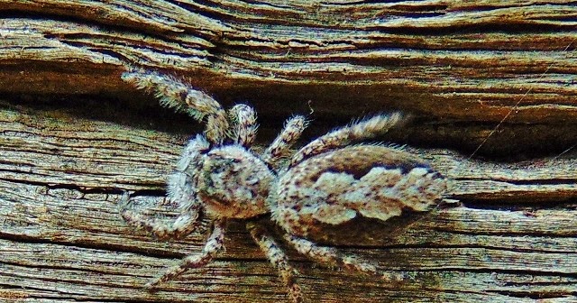 Photos by Leigh Goessl: Making friends with a brown furry spider
