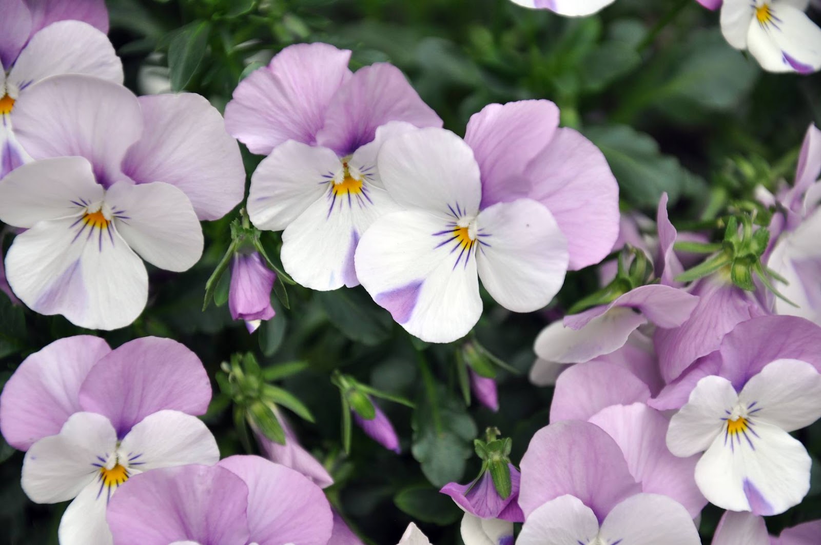 Kapryśne inspiracje: Lustro farba Amazona kolor Duifgrijs.