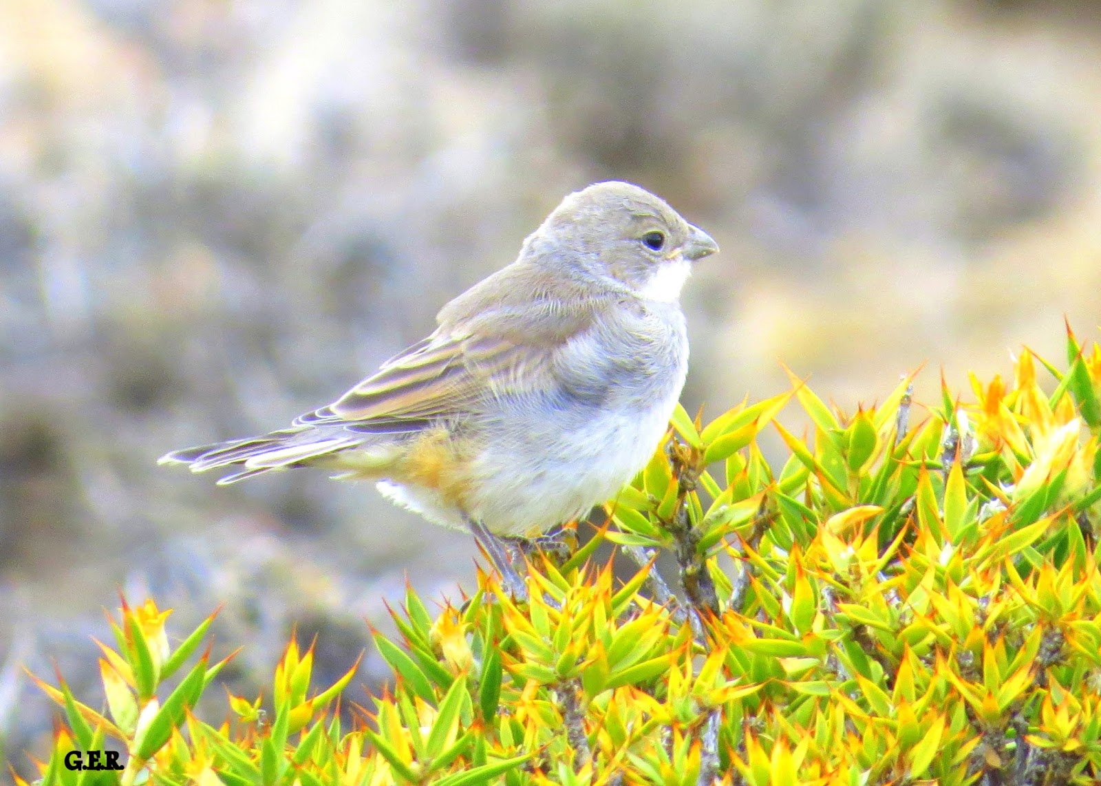 Aves del Golfo San Jorge: Diuca común (Diuca diuca)