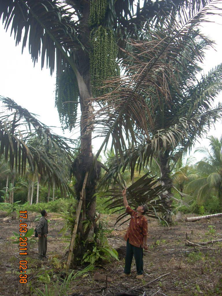 kebun aren: Aren Tembaring aren genjah dari Nunukan