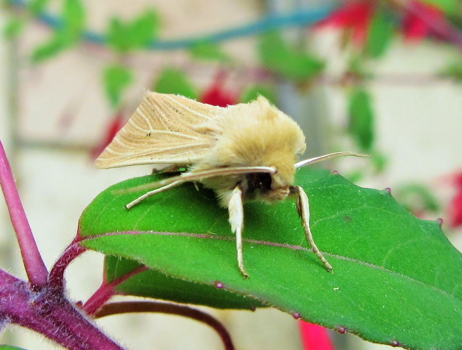Bug Mad Girl: Autumn Moths