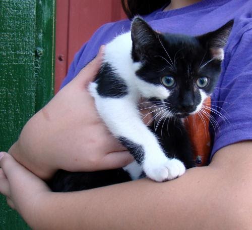 Cats Of Wildcat Woods Update On Kitten Cobbie Aka Danica And Her