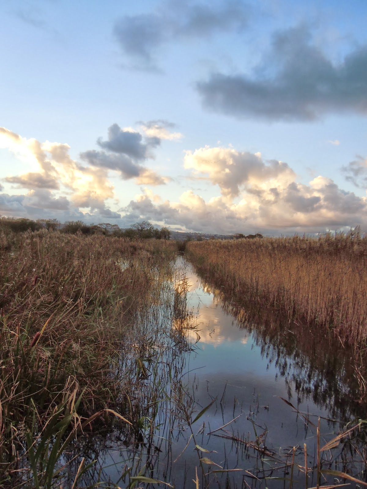 The Wetland Conservation Diary (UK): Macrophytes of the Malltraeth ...