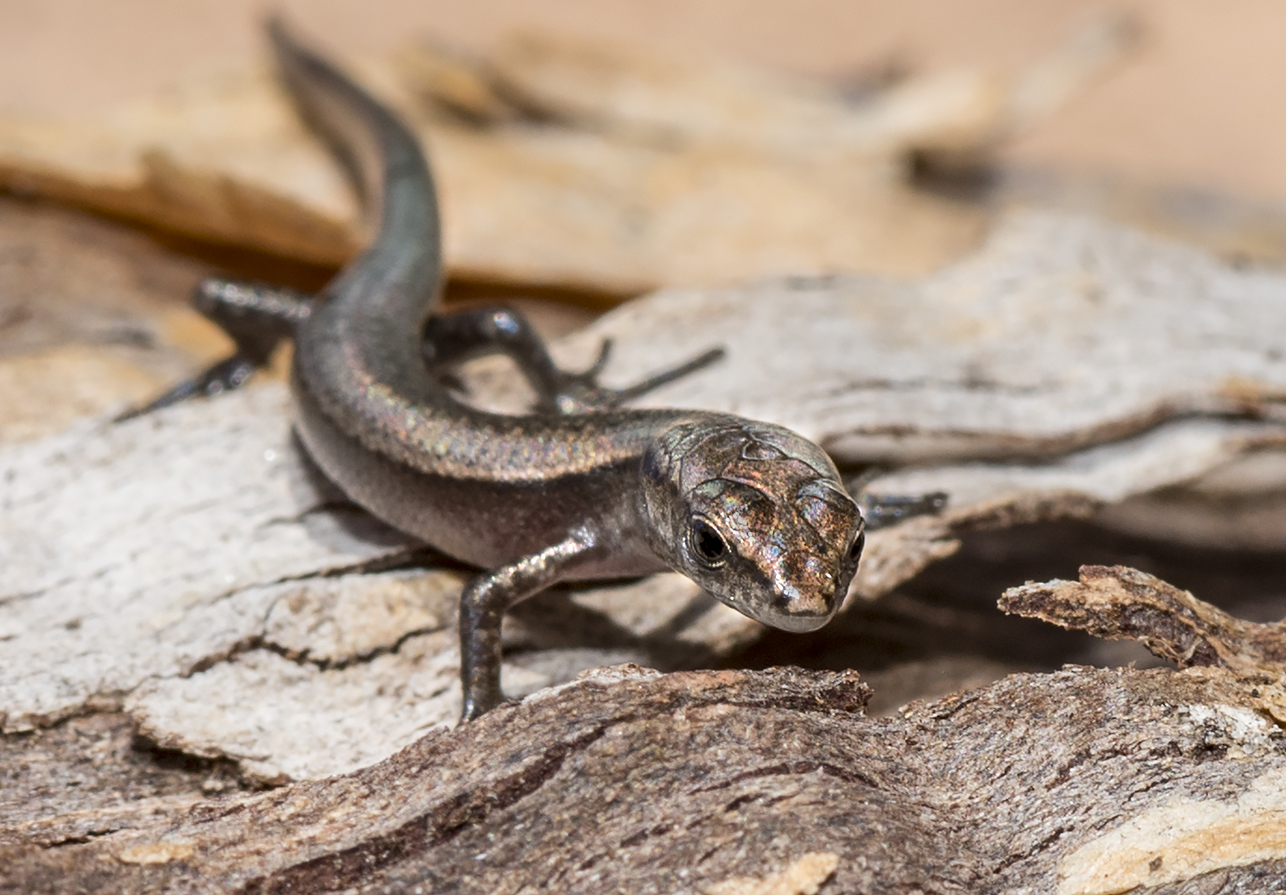 Wildlife of the Hunter Valley: The secretive world of hatchling skinks