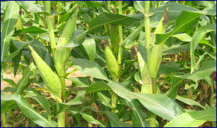 HEALTH BENEFITS OF CORN OR MAIZE