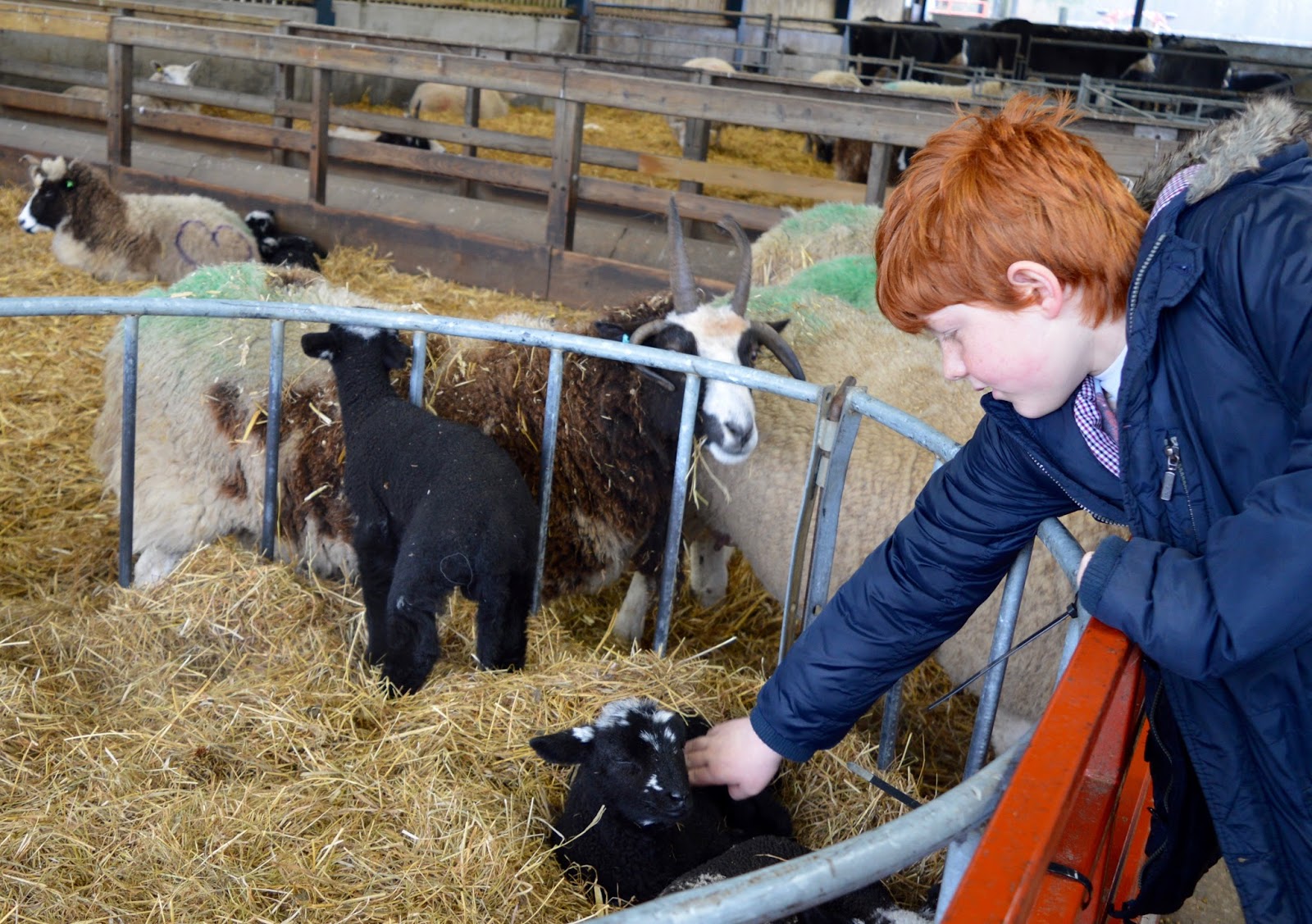 Whitehouse Farm Morpeth | What to do when it rains | North East Family Fun