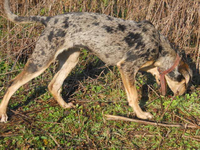 The Catahoula Hog Dog: How To Have A 'Handle' On A Hog Dog