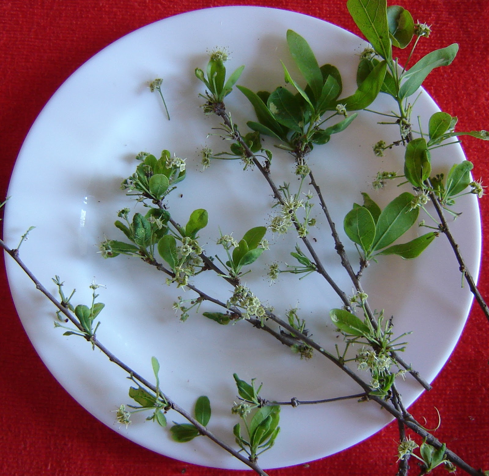 v e r d e c h a c o: Palo amarillo / Guayaibí amarillo