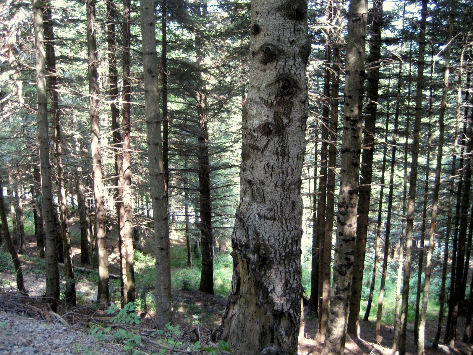 Árboles con alma: Abeto. Avet. (Abies alba)