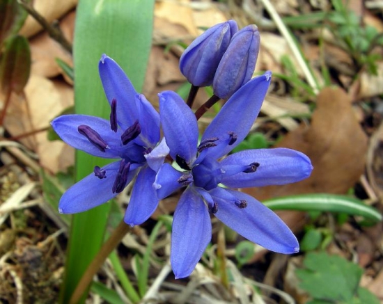 Sfaturi Utile: Vioreaua