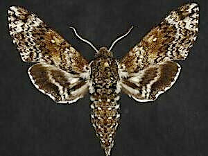 Field Biology in Southeastern Ohio: Sphinx Moths of Ohio, Part 3