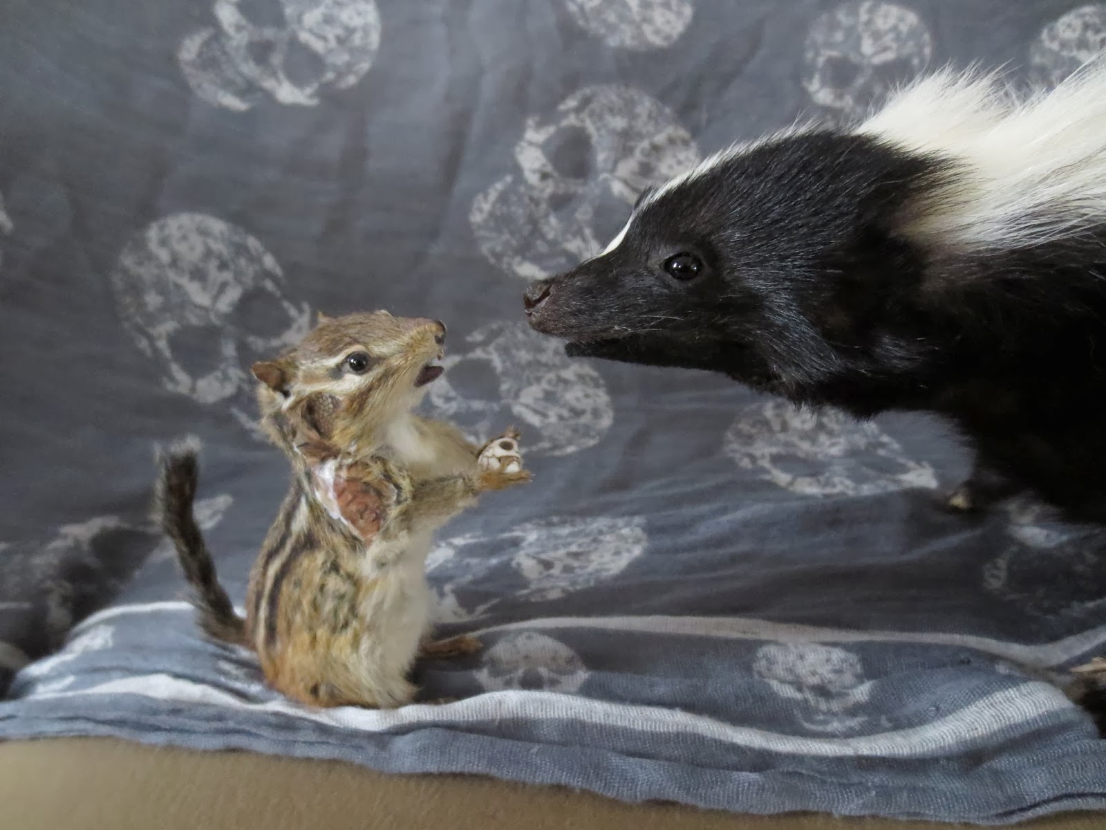 Chupacabra Crafts : Stuffed a Skunk!