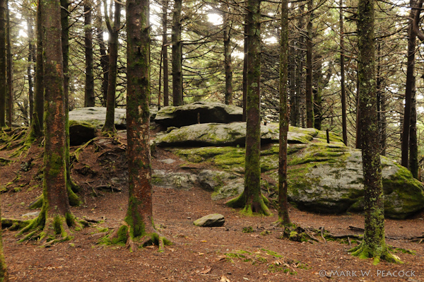 Appalachian Treks: Roan High Knob