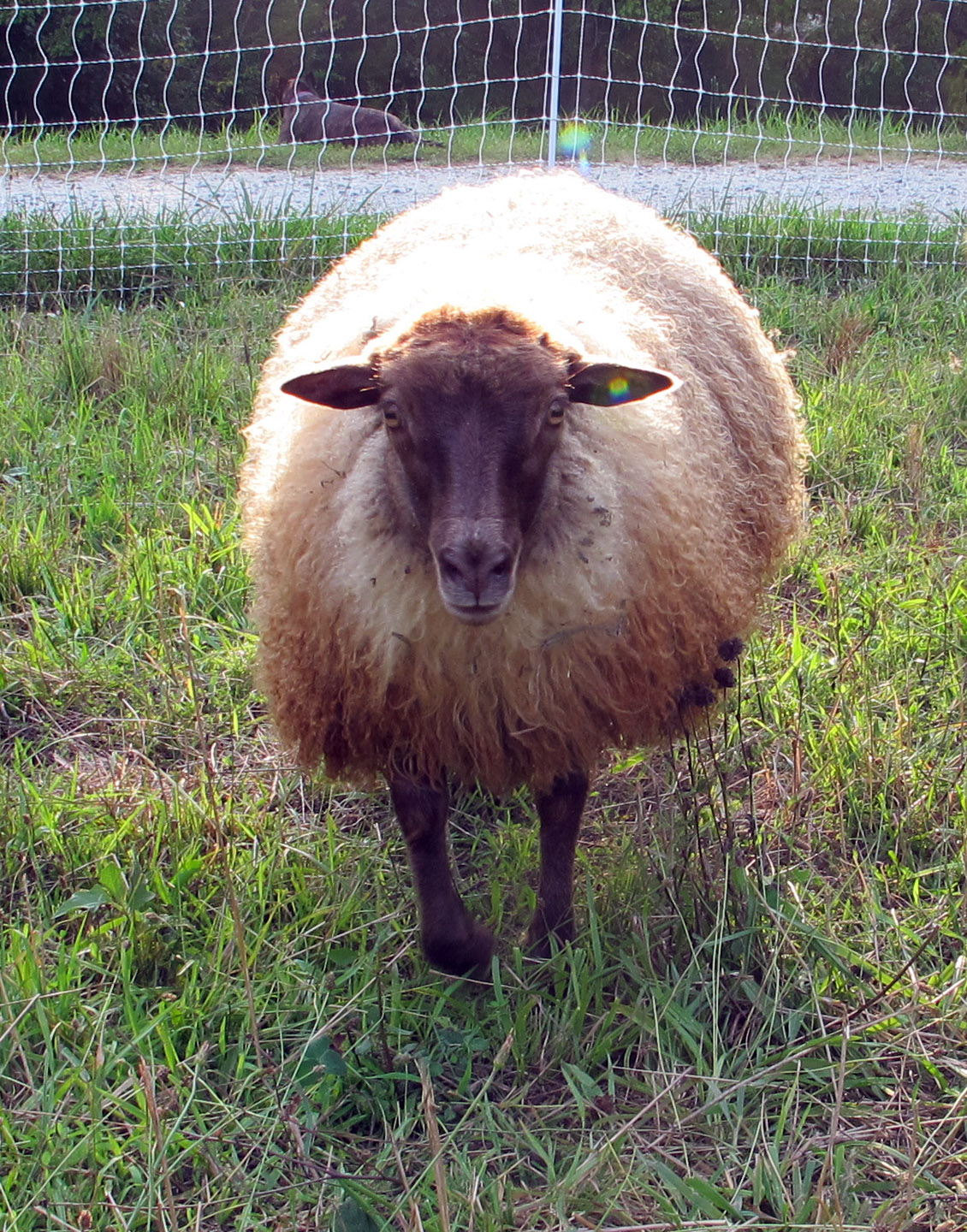 FarmGirl's Homestead Sheep: Finnsheep and Gulf Coast Natives