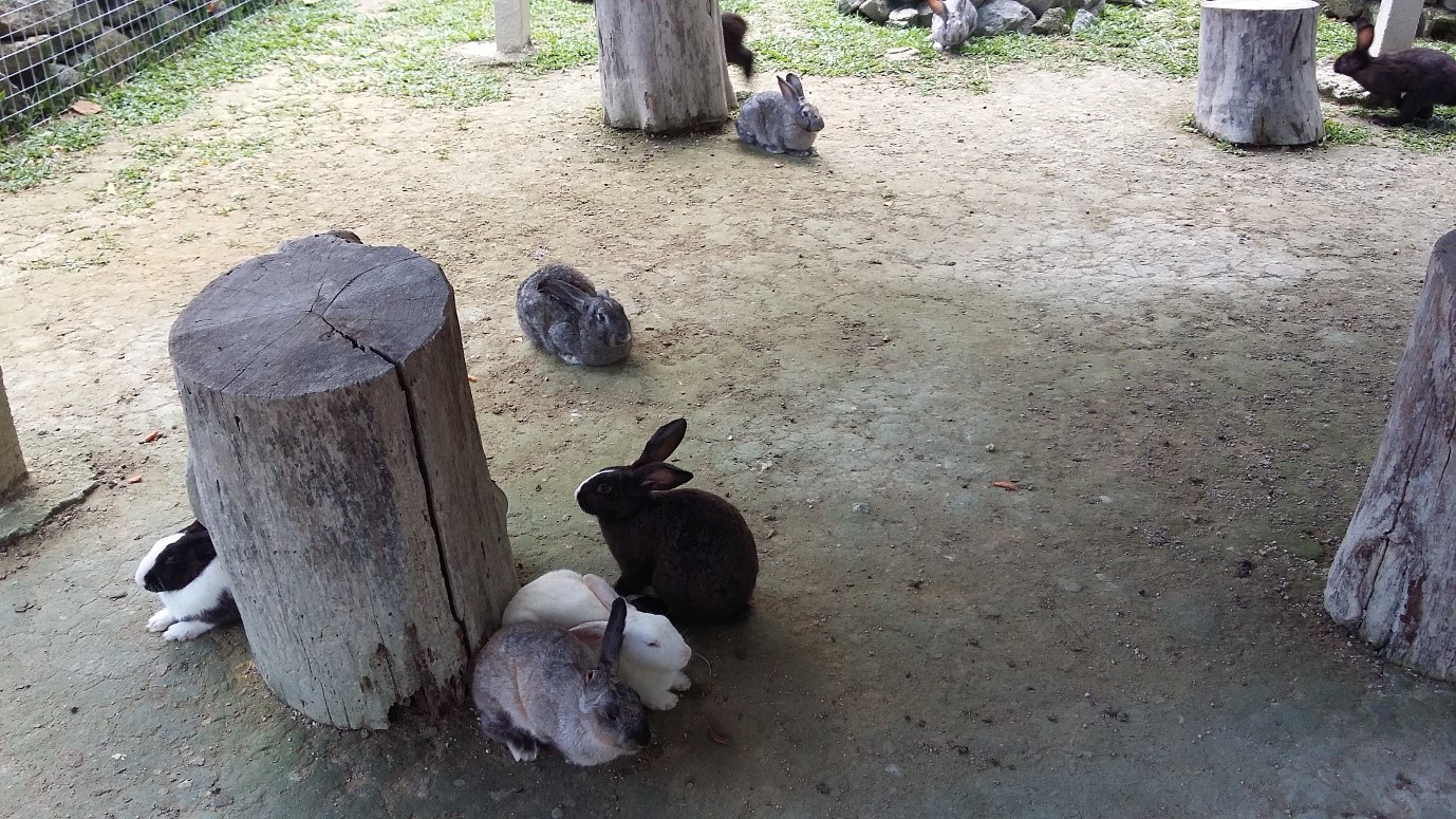Mohd Faiz bin Abdul Manan: Rabbit Fun Land