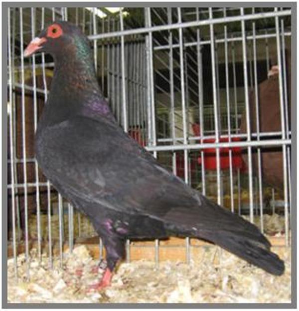 Franconian Field Pigeon | BD PIGEONS