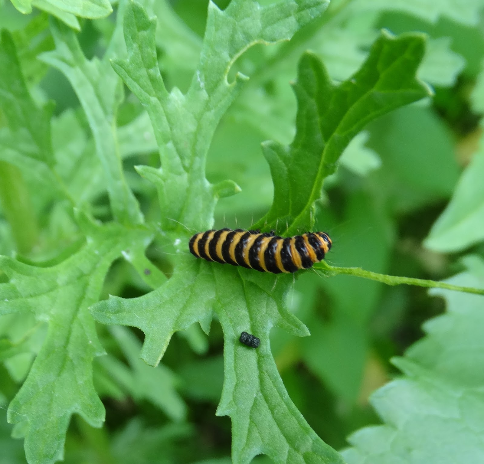 oog voor de natuur: Rups van de Sint-jacobsvlinder (Tyria jacobaea) op ...