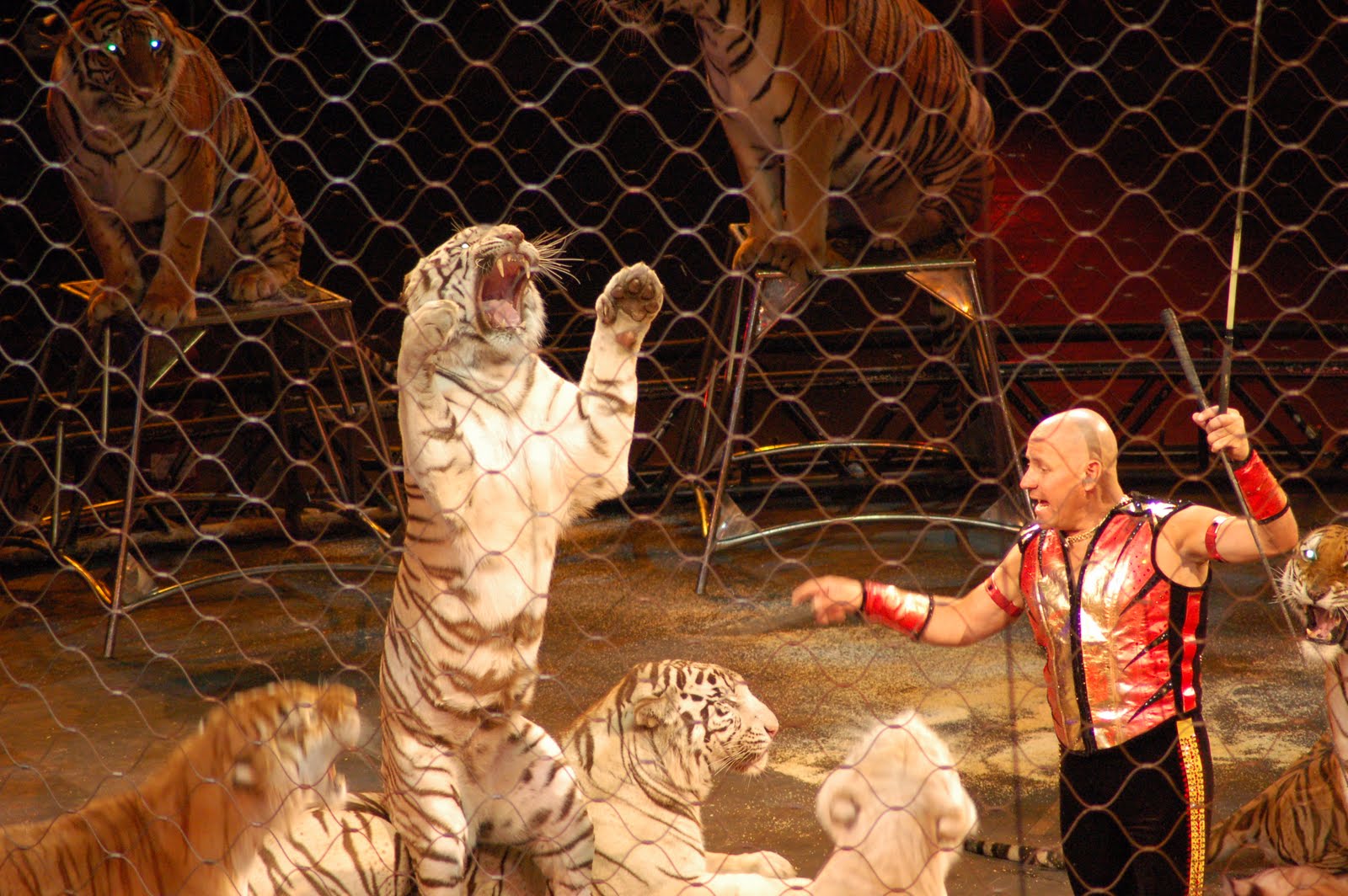 My Little Patch of Sunshine: Review: Ringling Bros and Barnum & Bailey ...