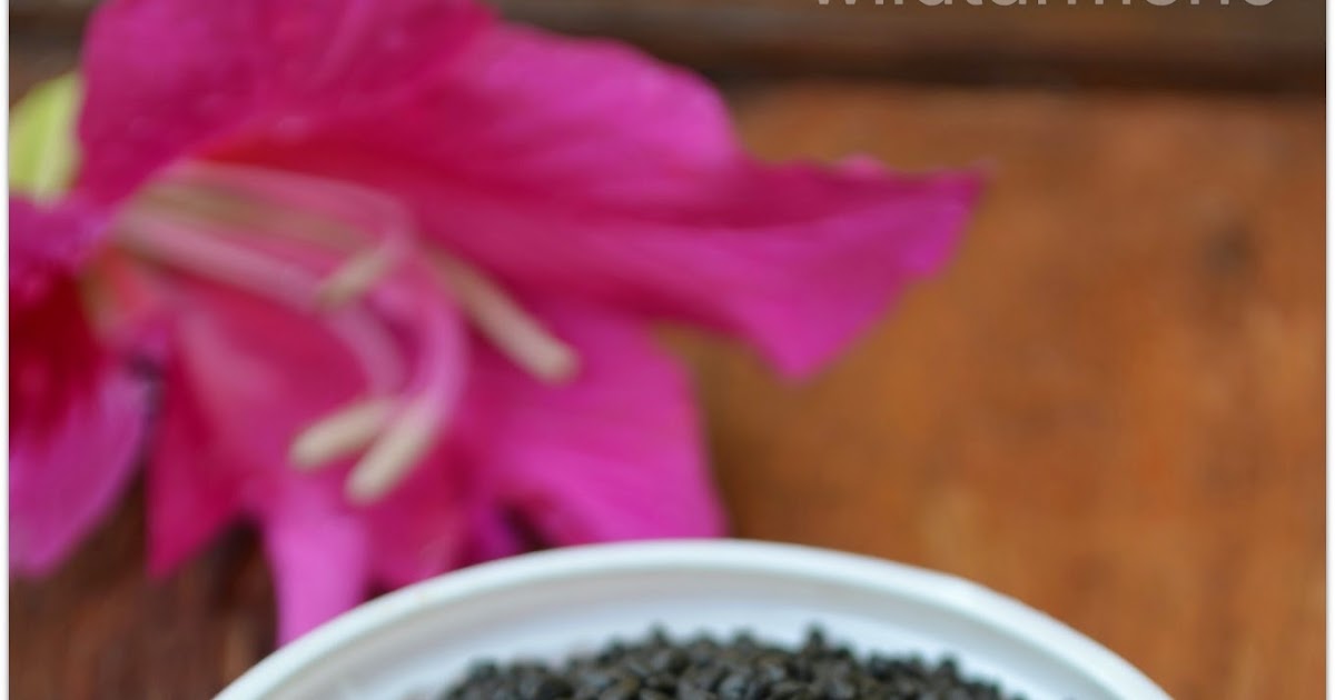 Everything About Wood: 7 Top Health Benefits of Sabja Seeds| Basil ...