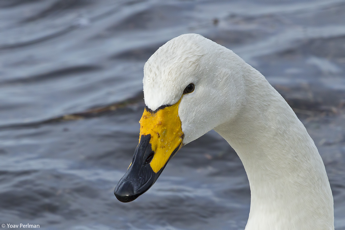 Welney Whoopers | Focusing on Wildlife