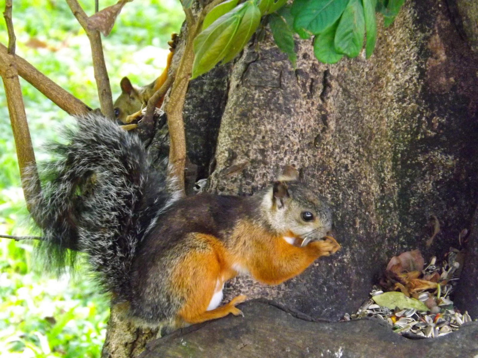 Comportamiento de la Ardilla Sciurus Variegatoides