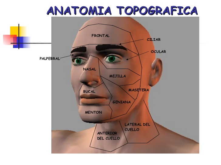 Anatomía: Algunas subdivisiones de la Anatomía