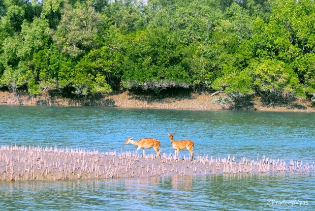 Sundarban The Sundarban Indigenous And Local Communities