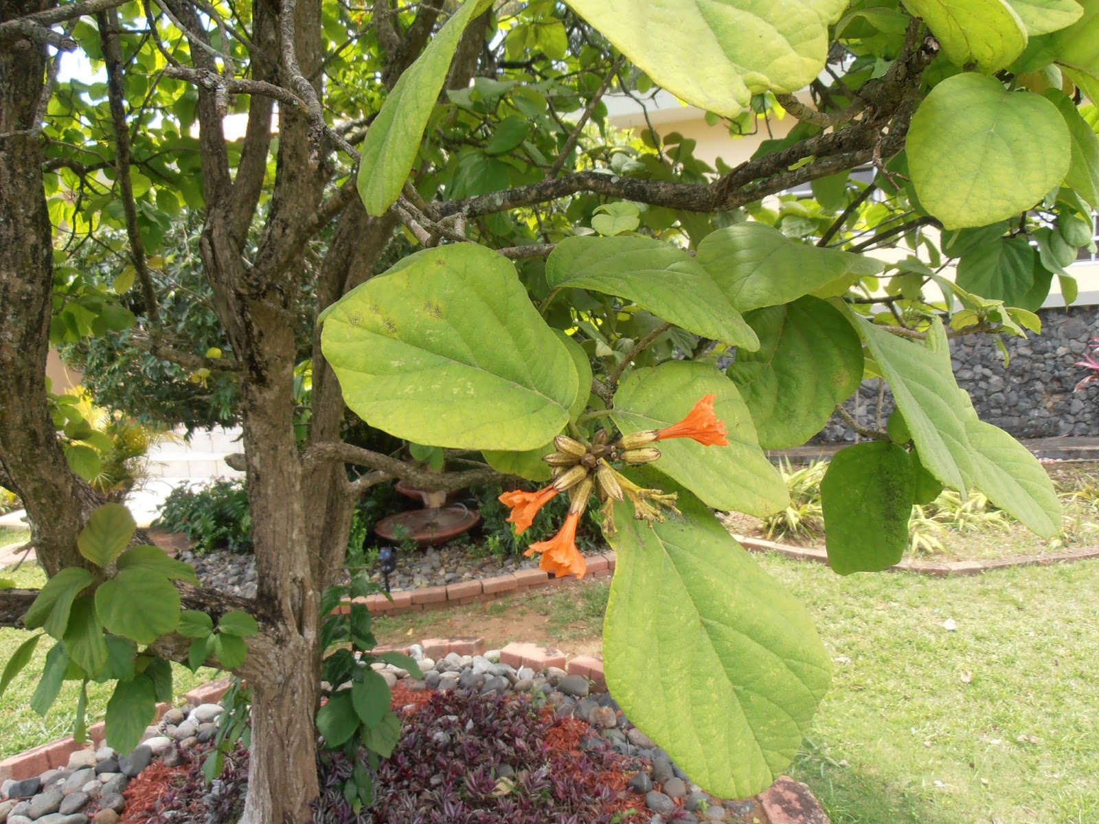 Flora de Puerto Rico Ilustrada Papo Vives: BORAGINACEAE Cordia ...