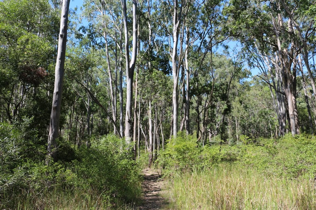 National Park Odyssey: Peach Trees Camping Area, Jimna State Forest, QLD.