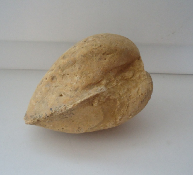 Fossils & Antiques: Fossil Sea Shell Mussel