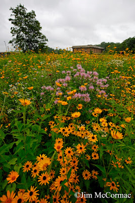 Ohio Birds and Biodiversity: A gorgeous prairie - in no time flat!