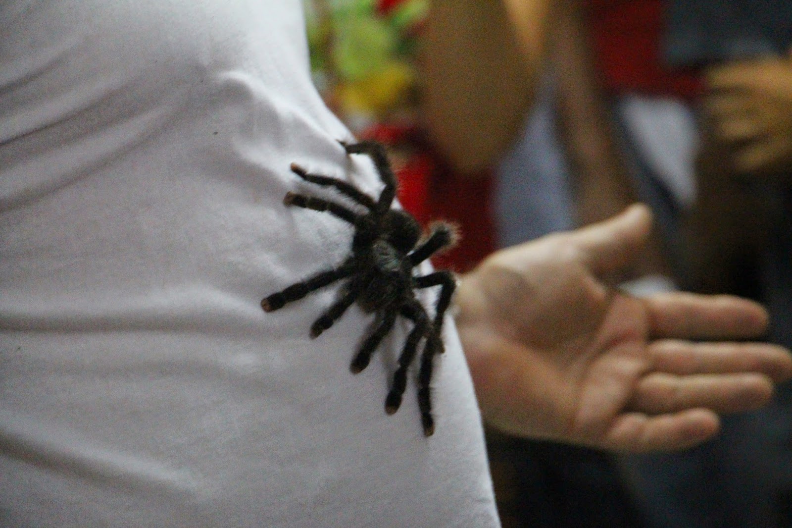 ty breizh en guyane: Le village de Cacao et son musée "Le Planeur Bleu"