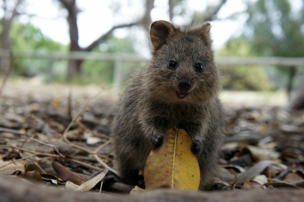 Happy Hootenanny: Q is for Quokka